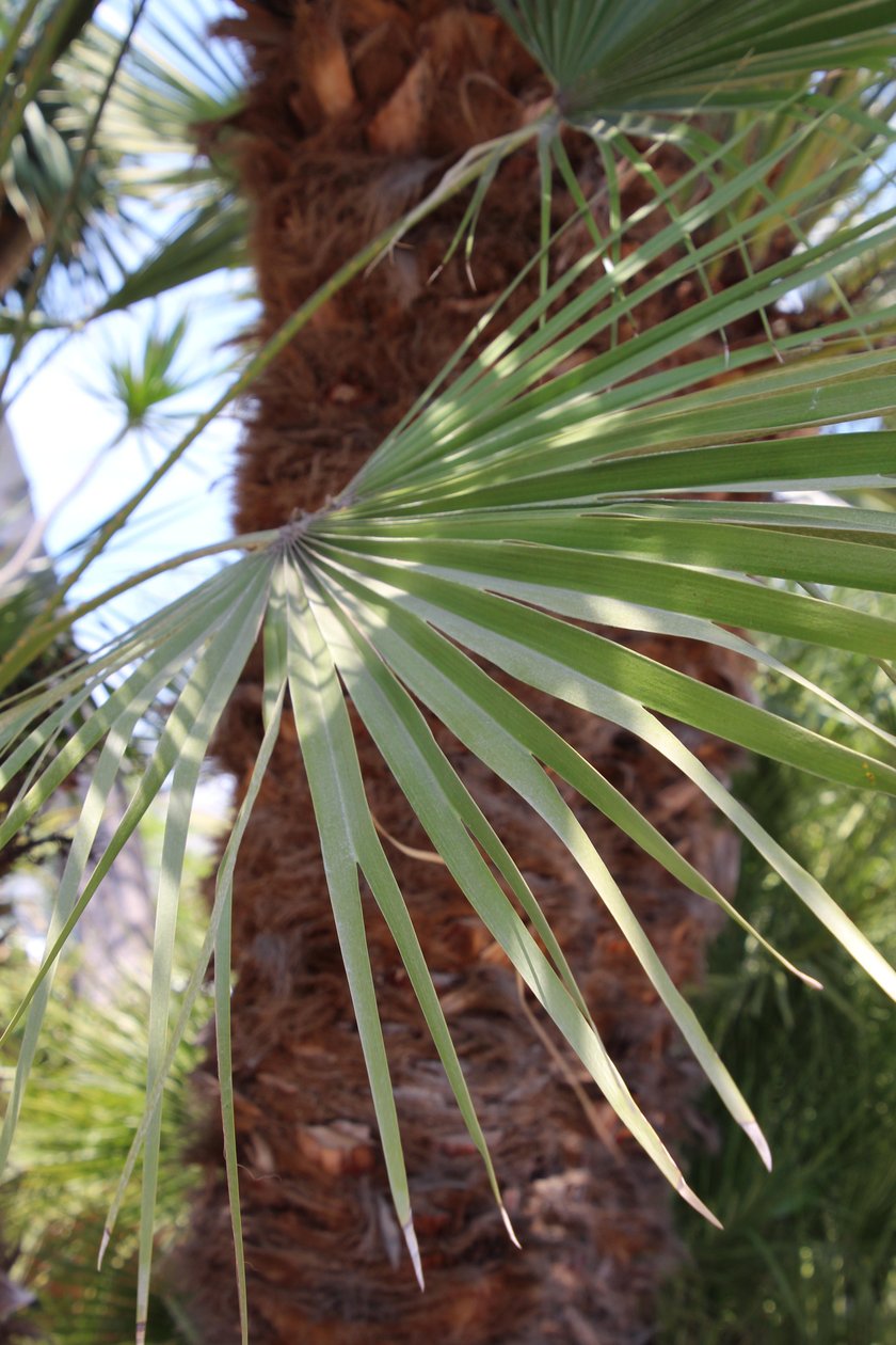 How to Pick a Palm Tree