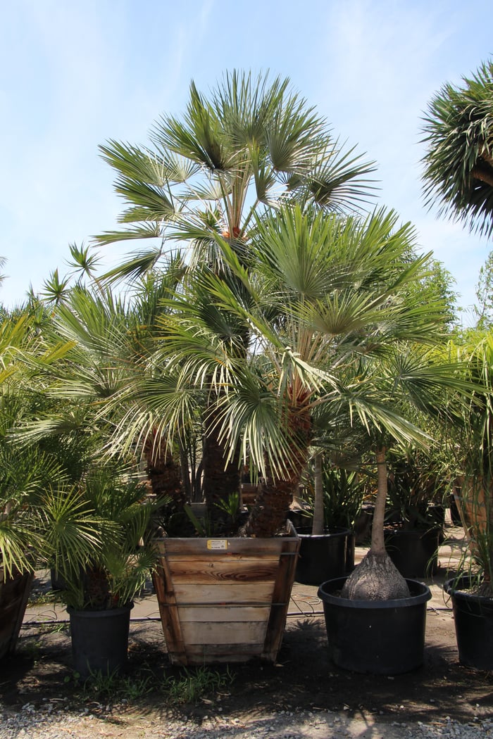 How to Pick a Palm Tree