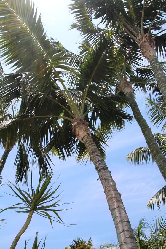 How to Pick a Palm Tree