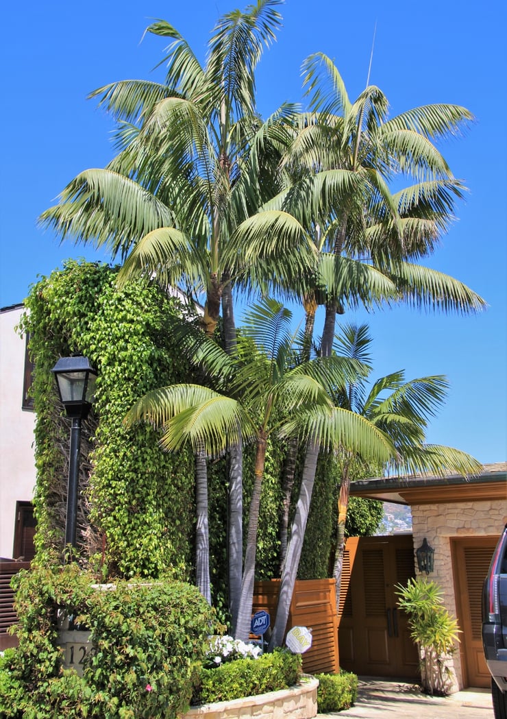 What is a Specimen Tree and How to Buy One?
