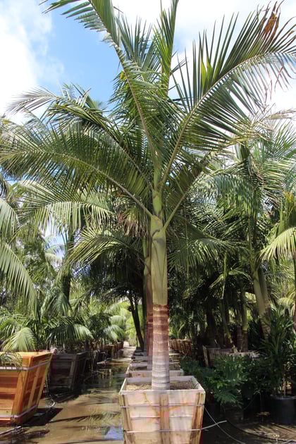 How to Pick a Palm Tree