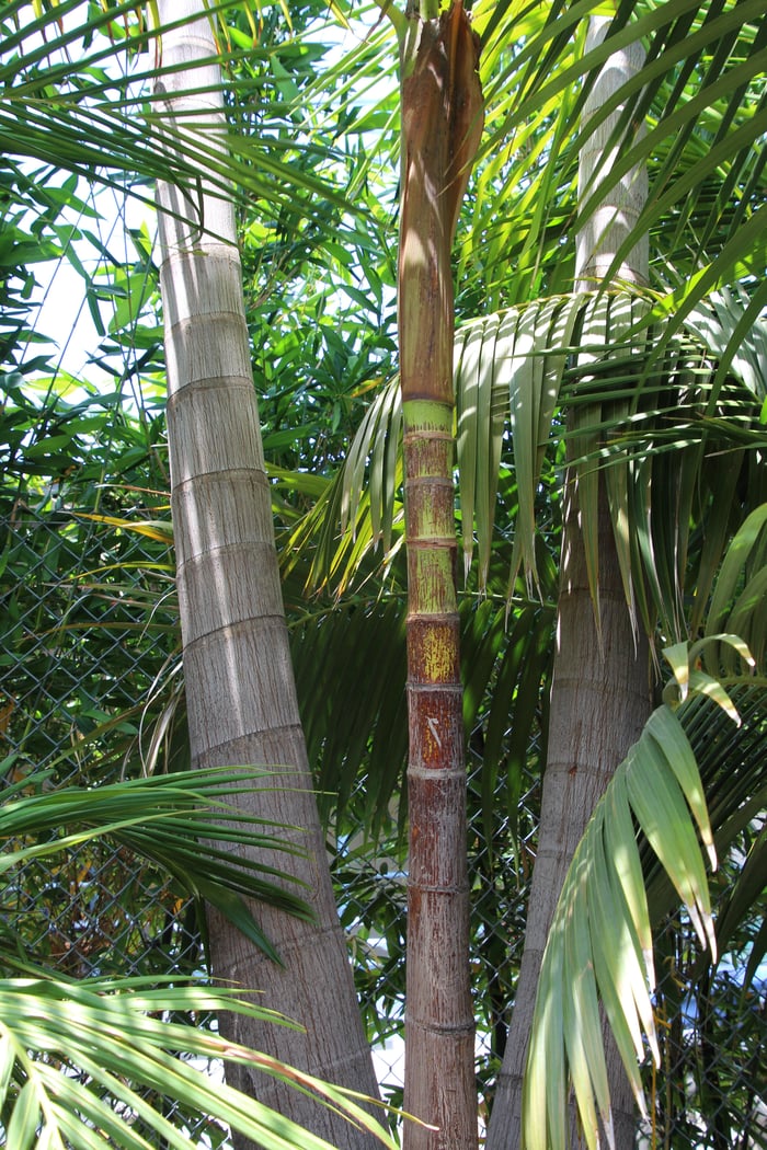 How to Pick a Palm Tree