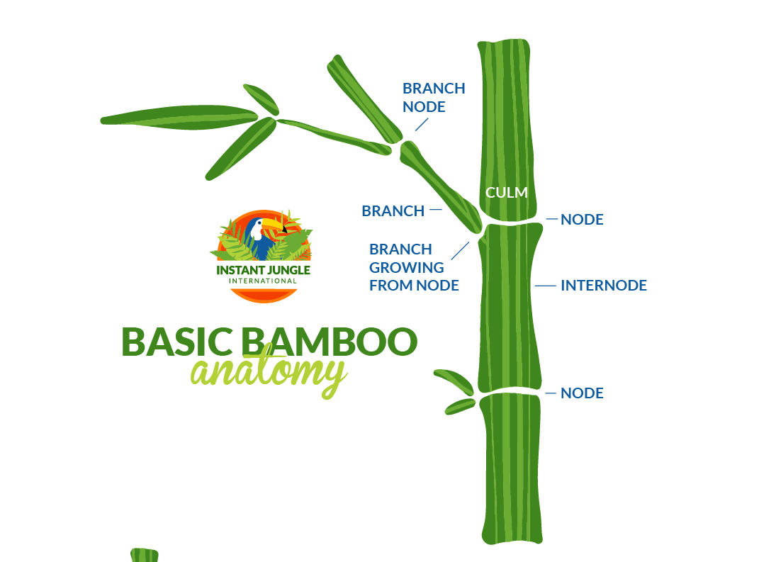 Finding The Right Bamboo