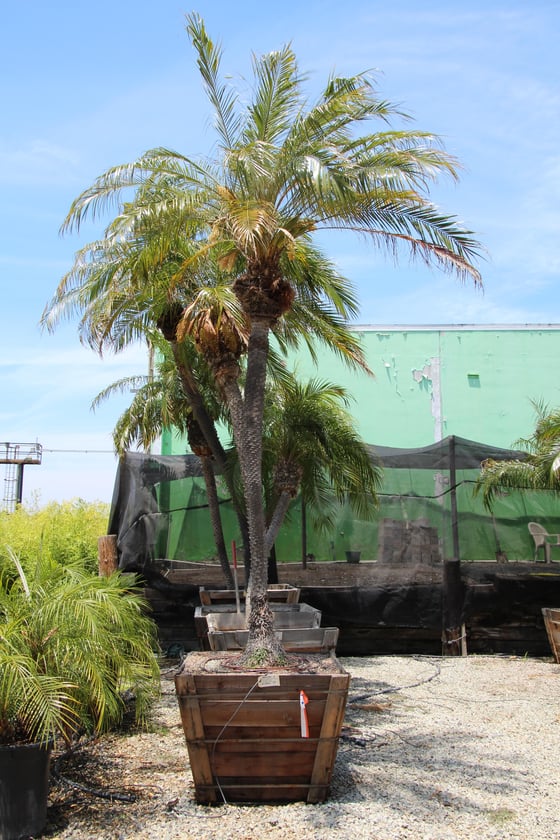 How to Pick a Palm Tree