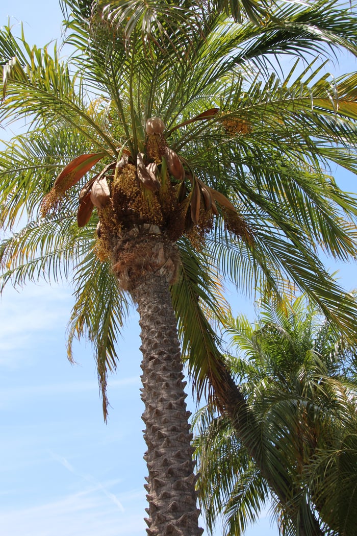 How to Pick a Palm Tree