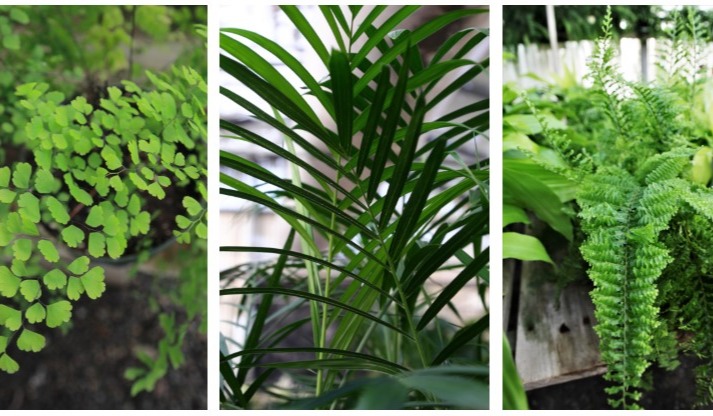 5 Family Friendly Plants